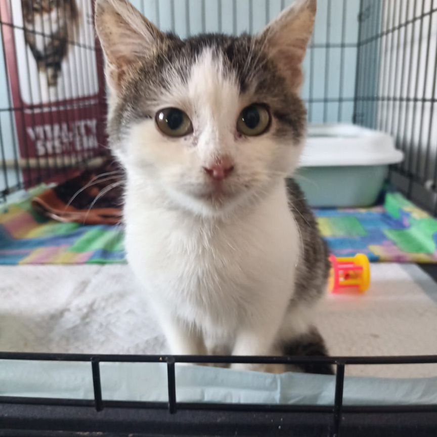 Котенок ищет дом