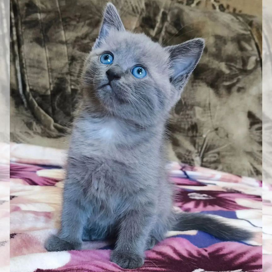 Котёнок от частного владельца