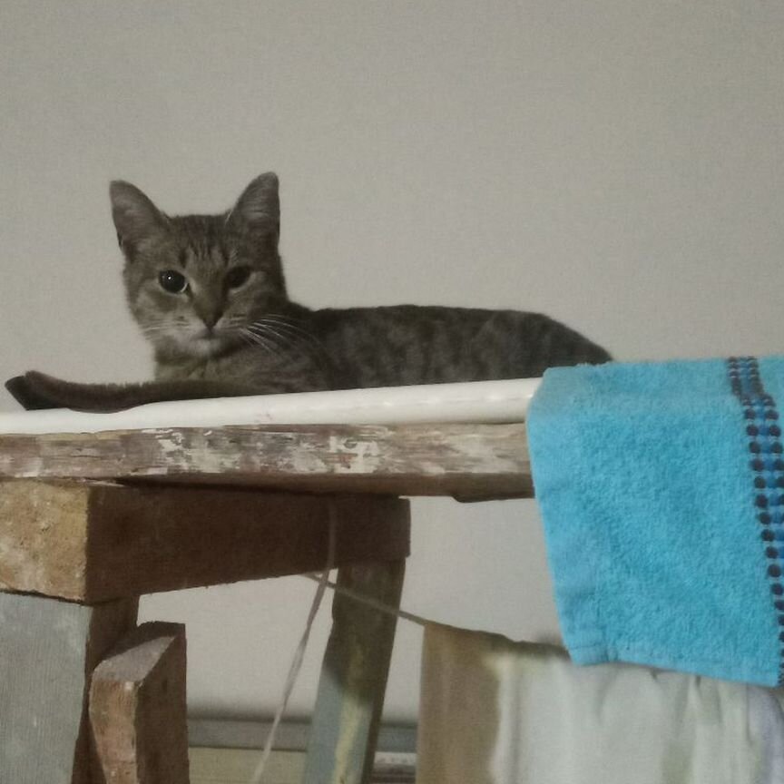 Котёнок в добрые руки