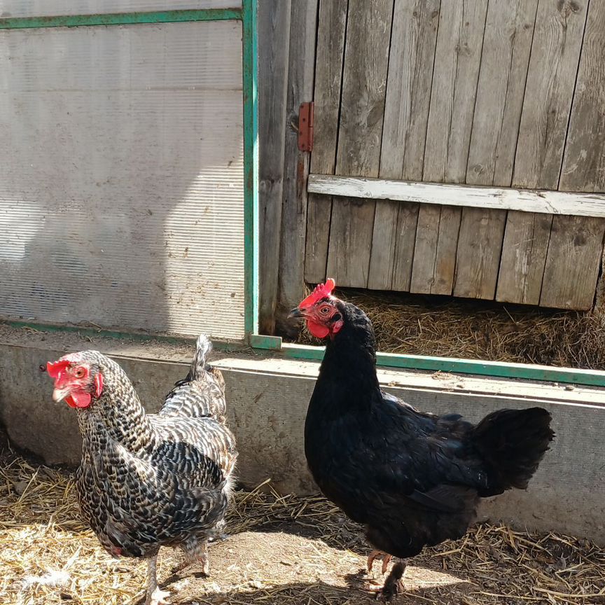 Куры несушки