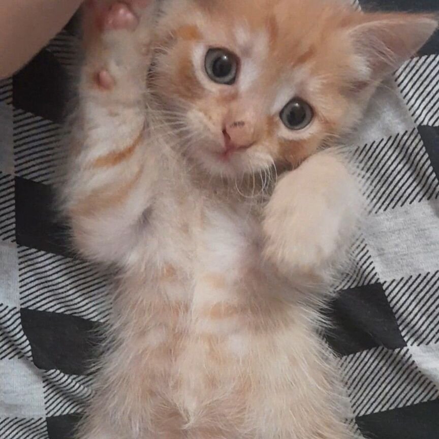 Котенок в добрые руки бесплатно