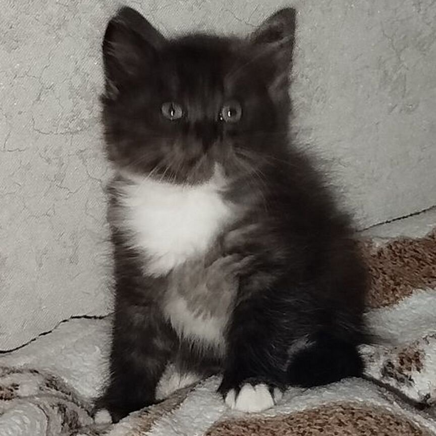 Сиамский котёнок