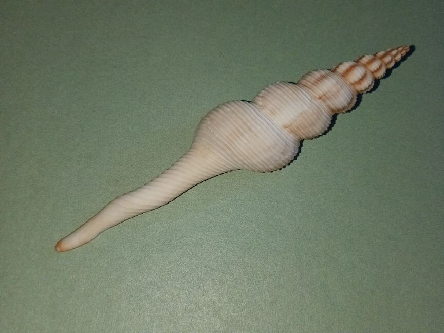 Ракушка fusinus colus