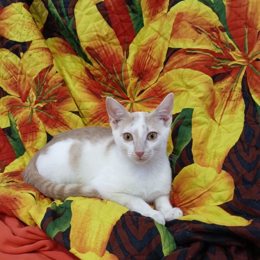 Котята в ответственные руки