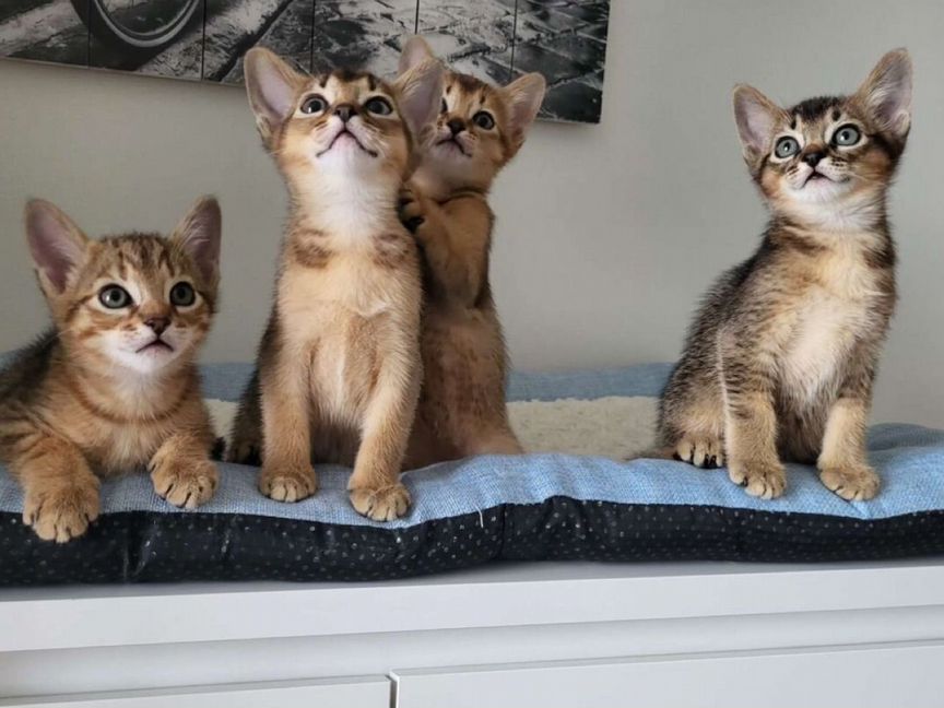 Котята