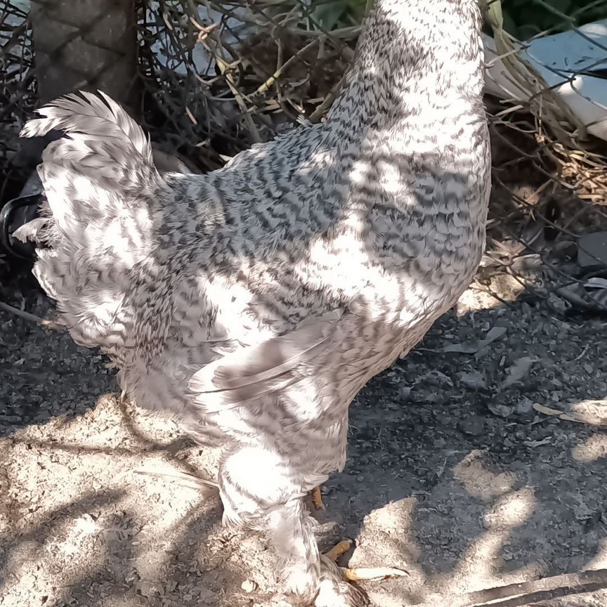 Петушок брама