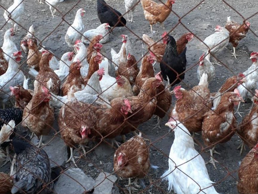 Продаю курей несушек