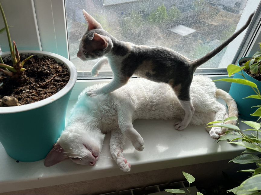 Котёнок корниш-рекс