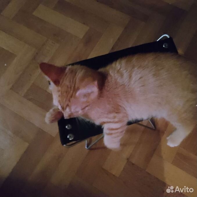 Пацаны -котята от пятого мая