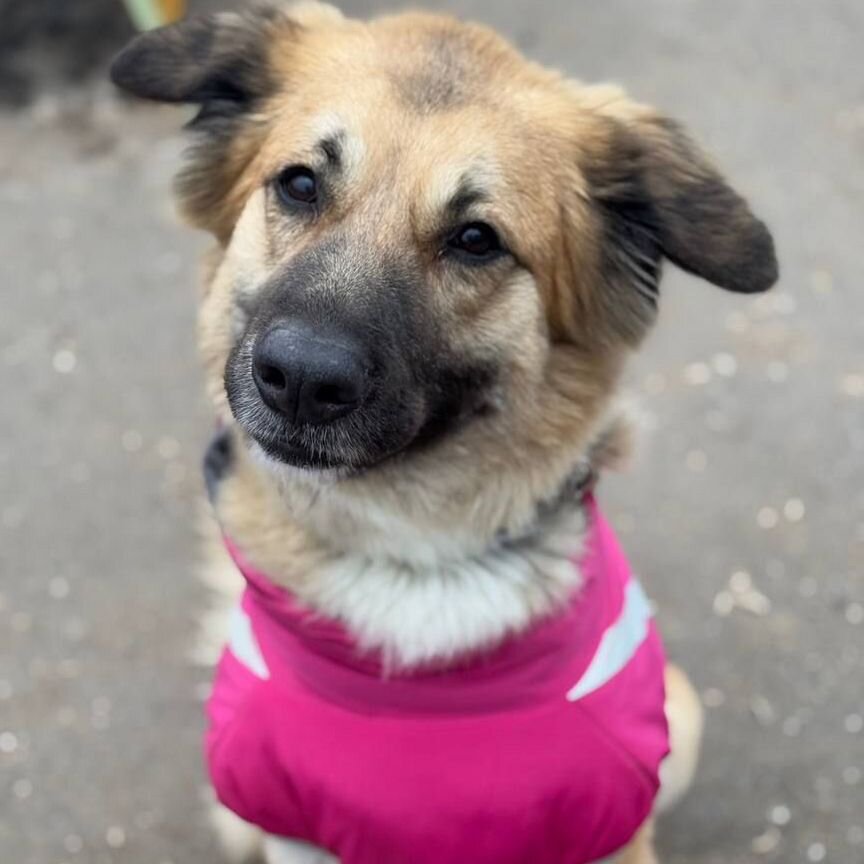 Собака в добрые руки