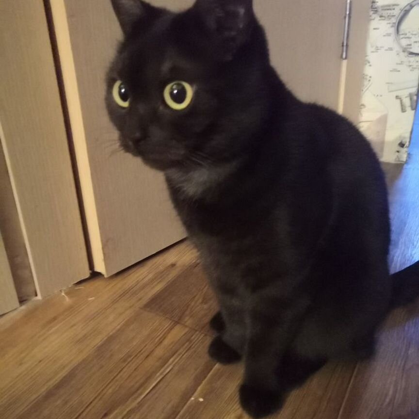 Шотландский прямоухий кот 4 года