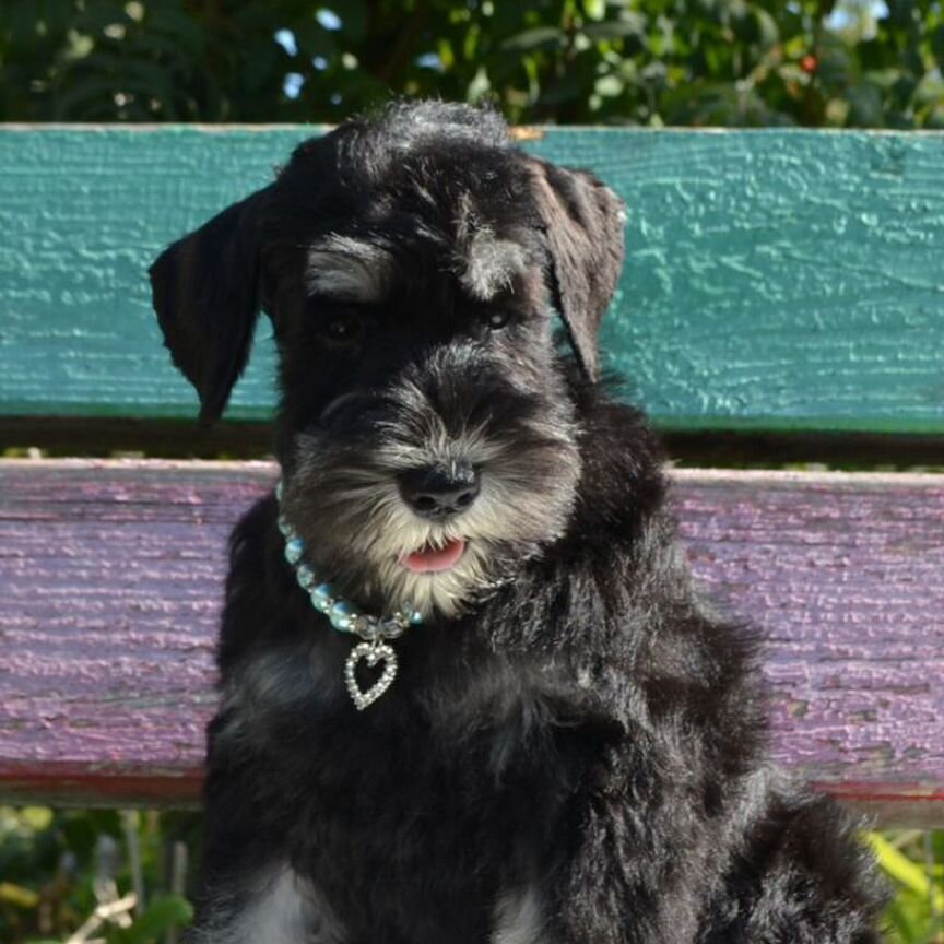 Девочка цвергшнауцера 2.5мес