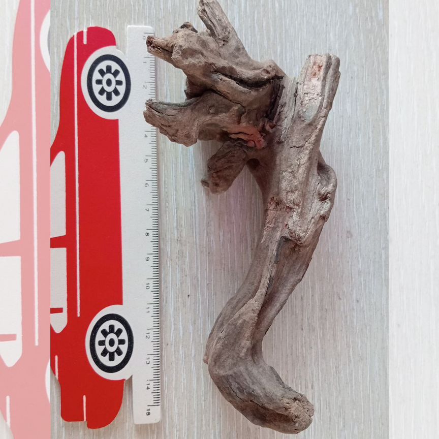 Коряга корни мангровые