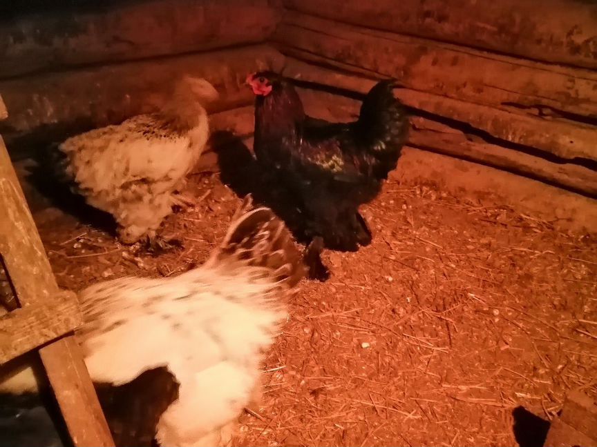 Молодые петушки Брама