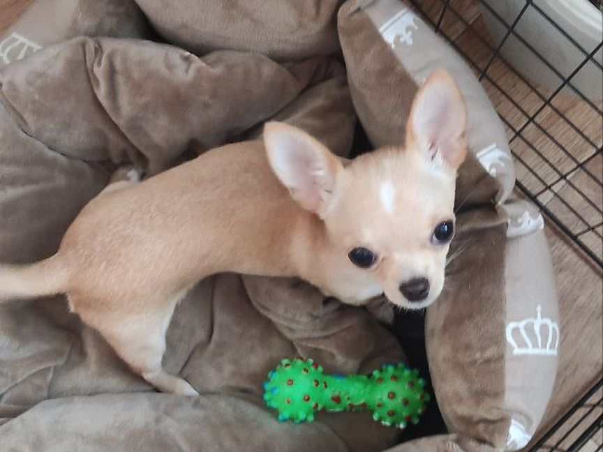 Чихуахуа мини девочка