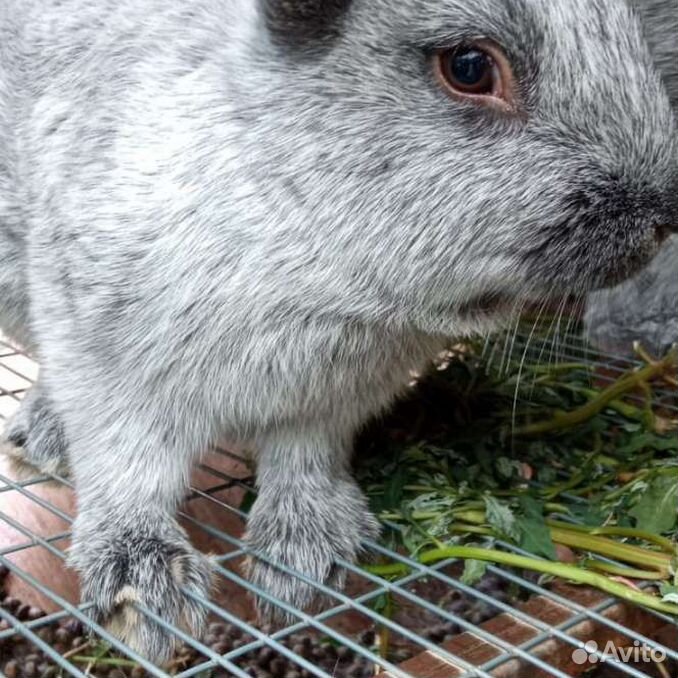 Кролик "Серебристый"