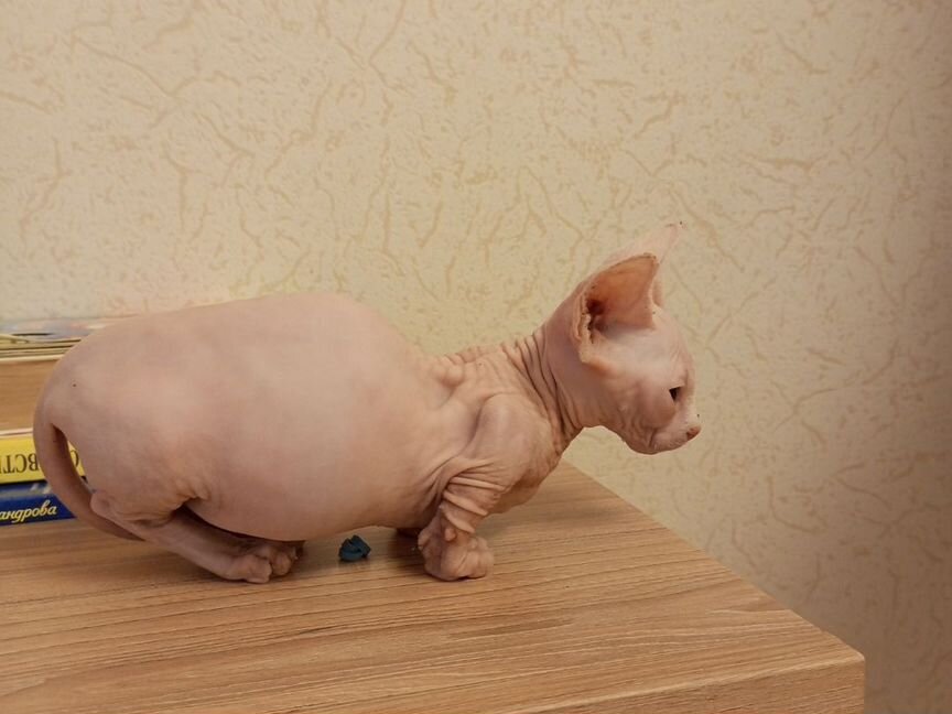 Котята канадский сфинкс бамбино