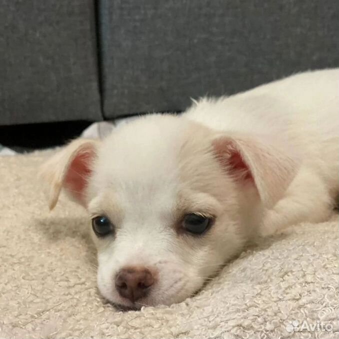 Лавинья ищет дом