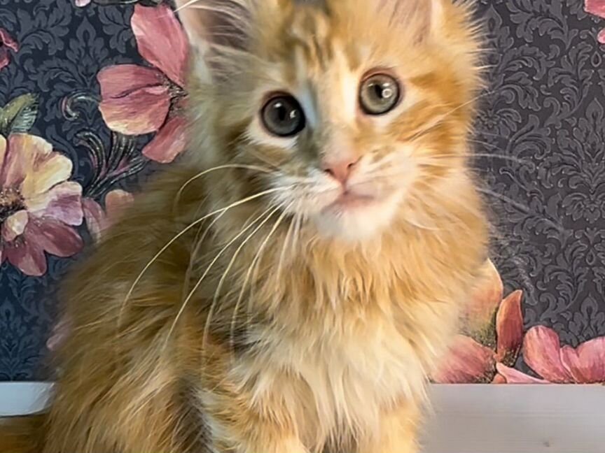 Девочка полидакт