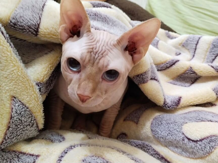 Канадский сфинкс