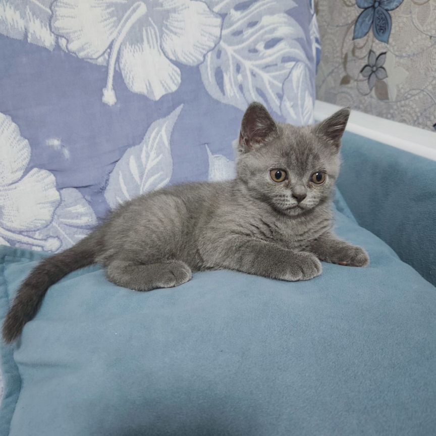 Британский котенок