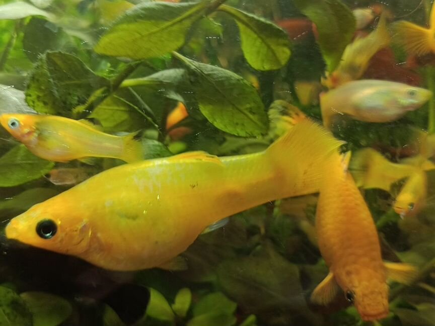 Желтые молинезии