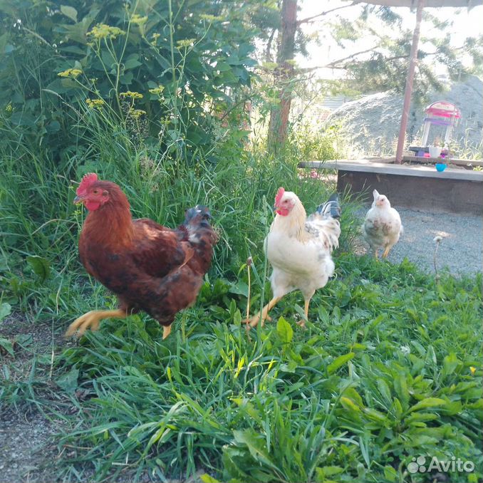 Молодые петушки 4 месяца
