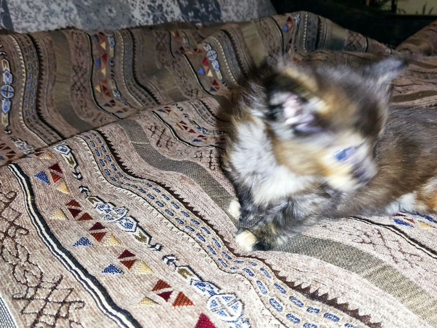 Котята мейн-кун