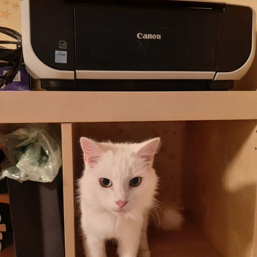 Турецкая ангора, взрослая кошка