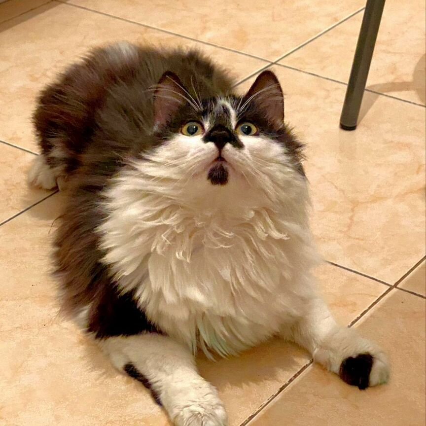 Очень ласковый котик Том в дар