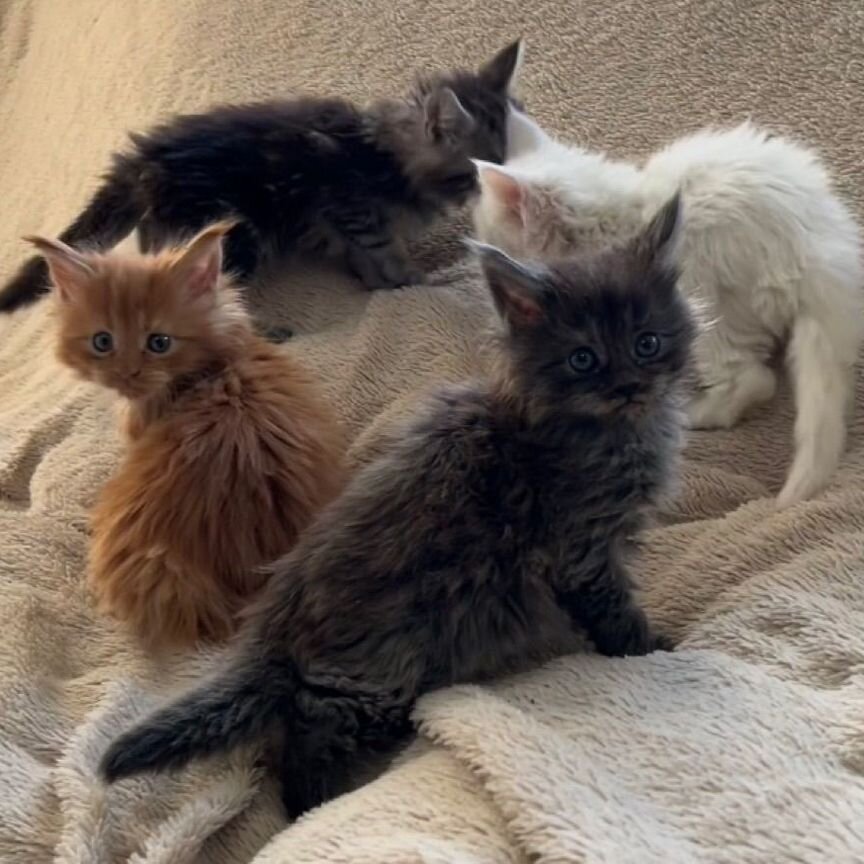 Котята мейн-кун