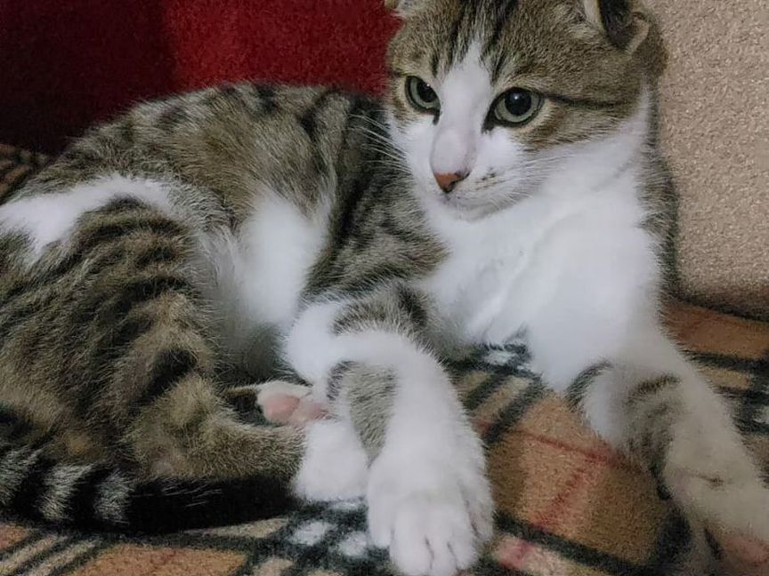 Британский вислоухий кот бесплатно в добрые руки