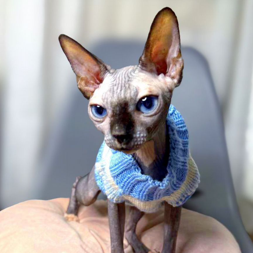 Канадский сфинкс котёнок