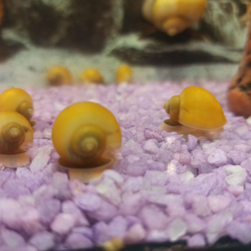 Улитки аквариумные ампулярии