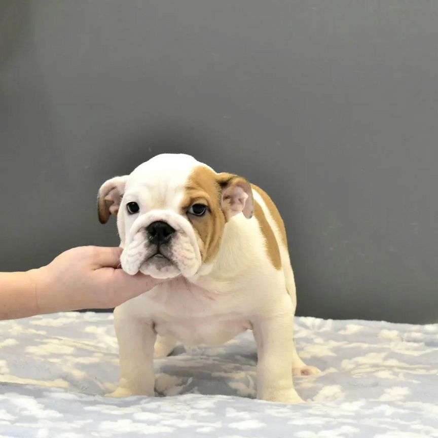 Английский бульдог