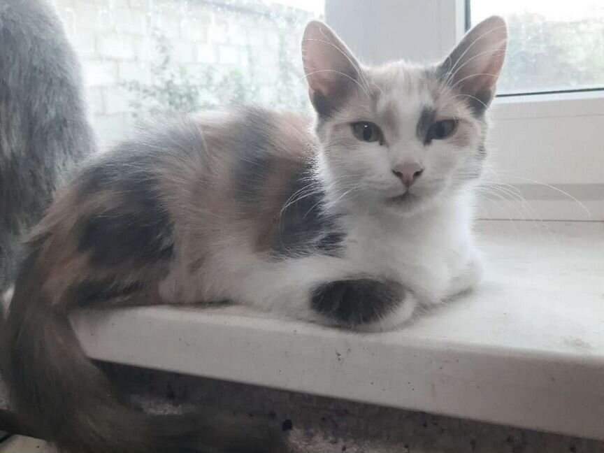 Кошка мышиловка