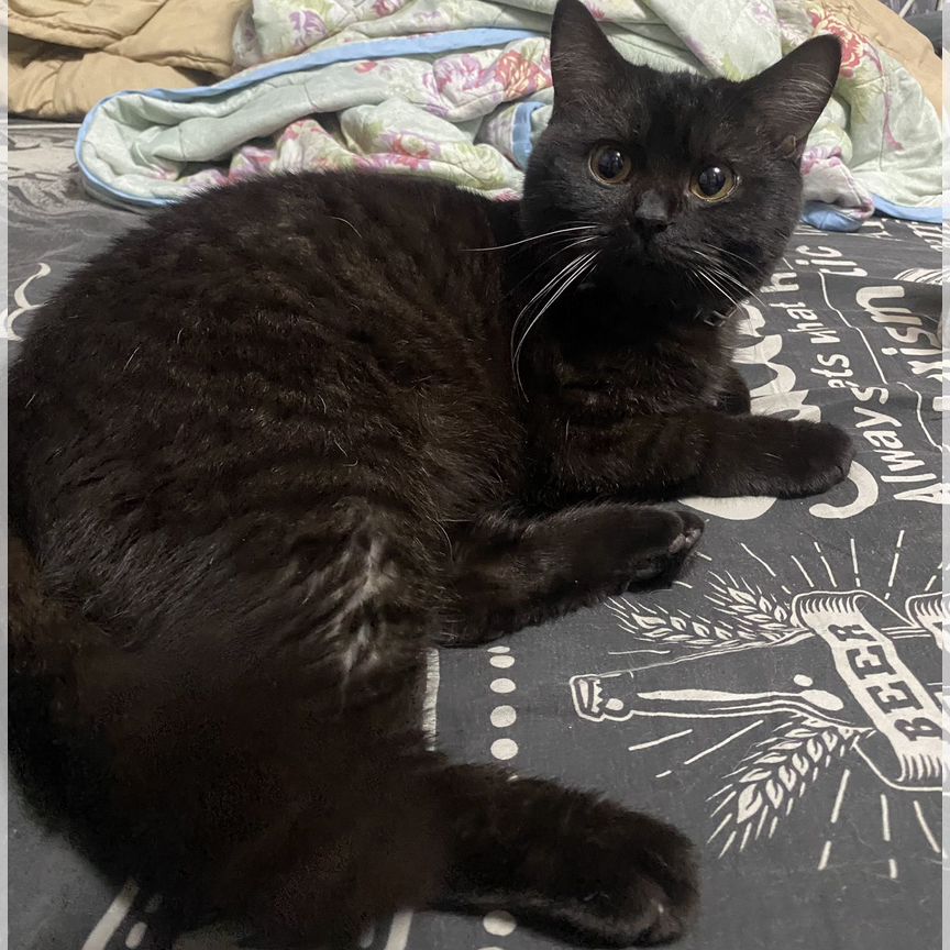 Британский короткошёрстный котёнок