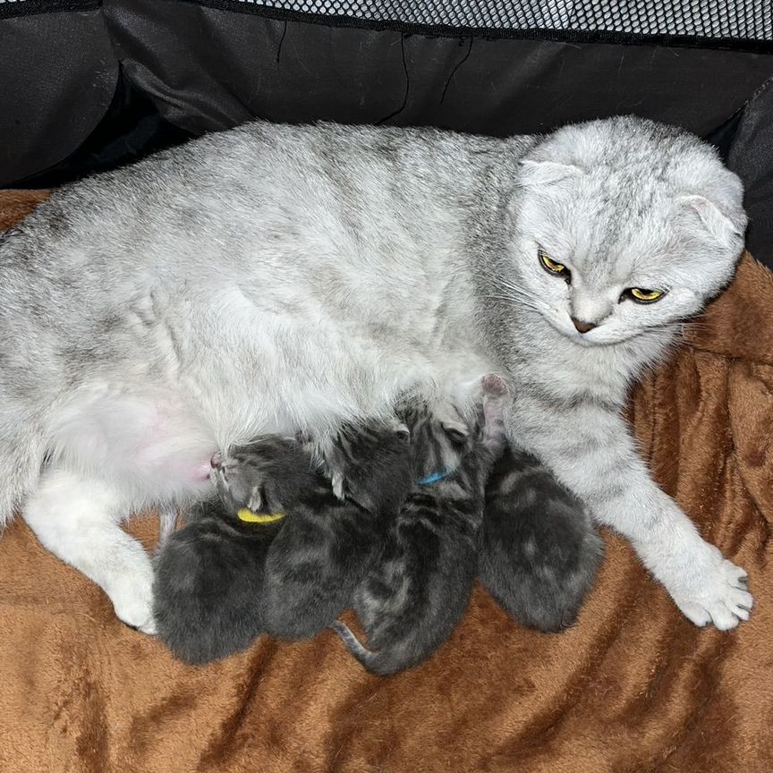 Шотландская кошка