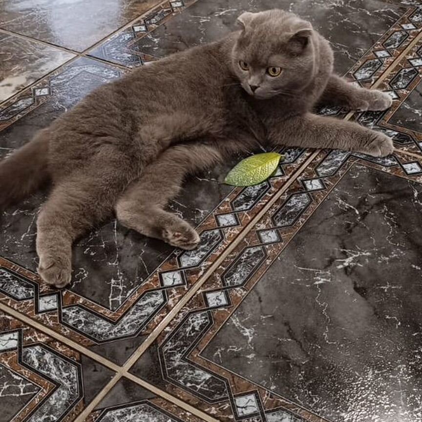 Шотландский вислоухий короткошёрстный кот, взрослый