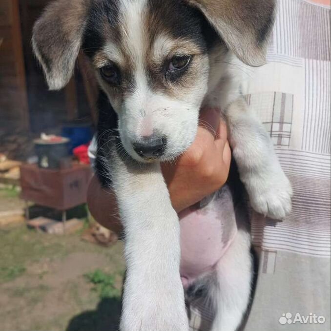 Очаровательная девчушка