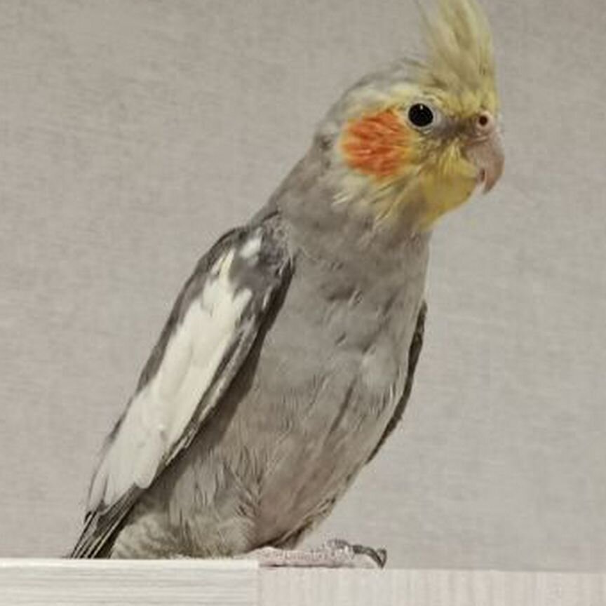 Попугай корелла с клеткой