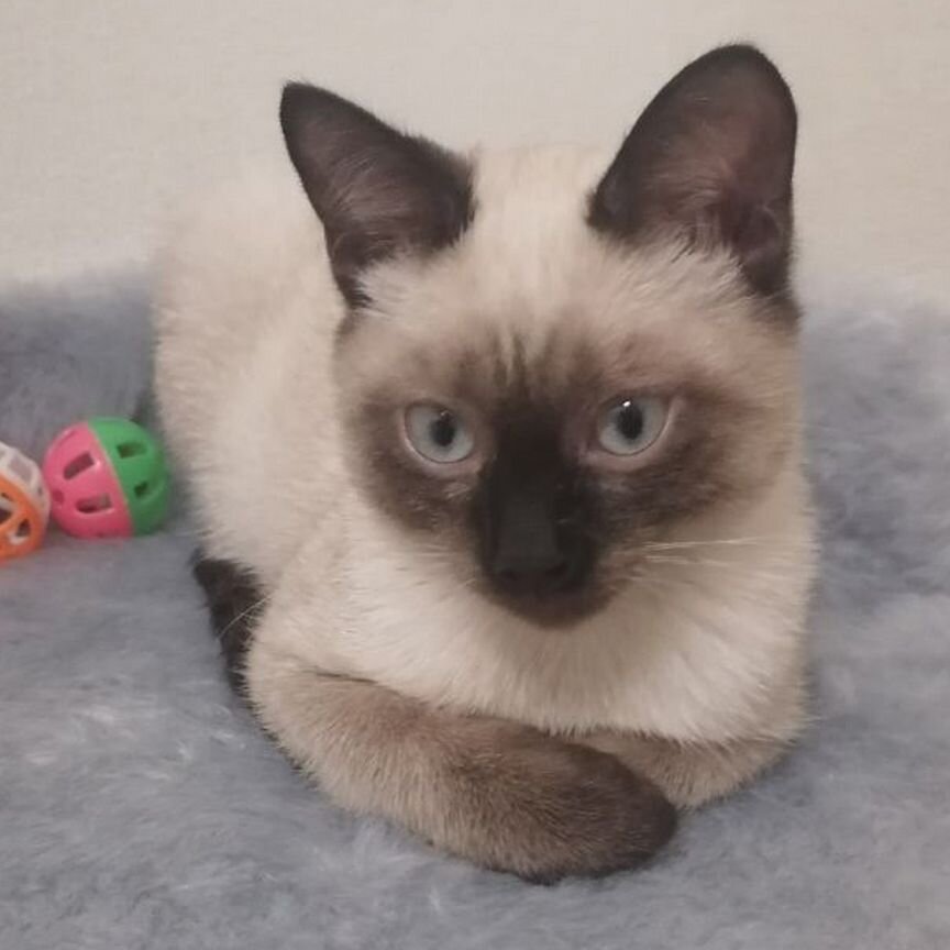 Сиамский котёнок