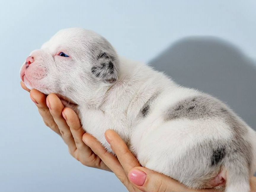 Американский булли покет щенки