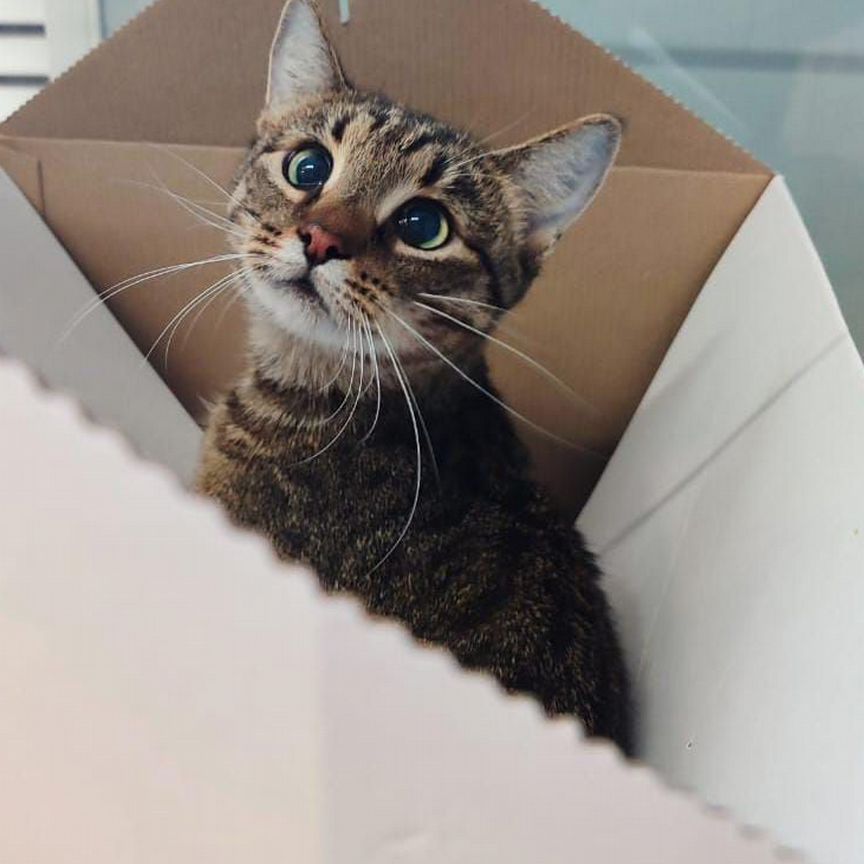 Кошечка в добрые руки