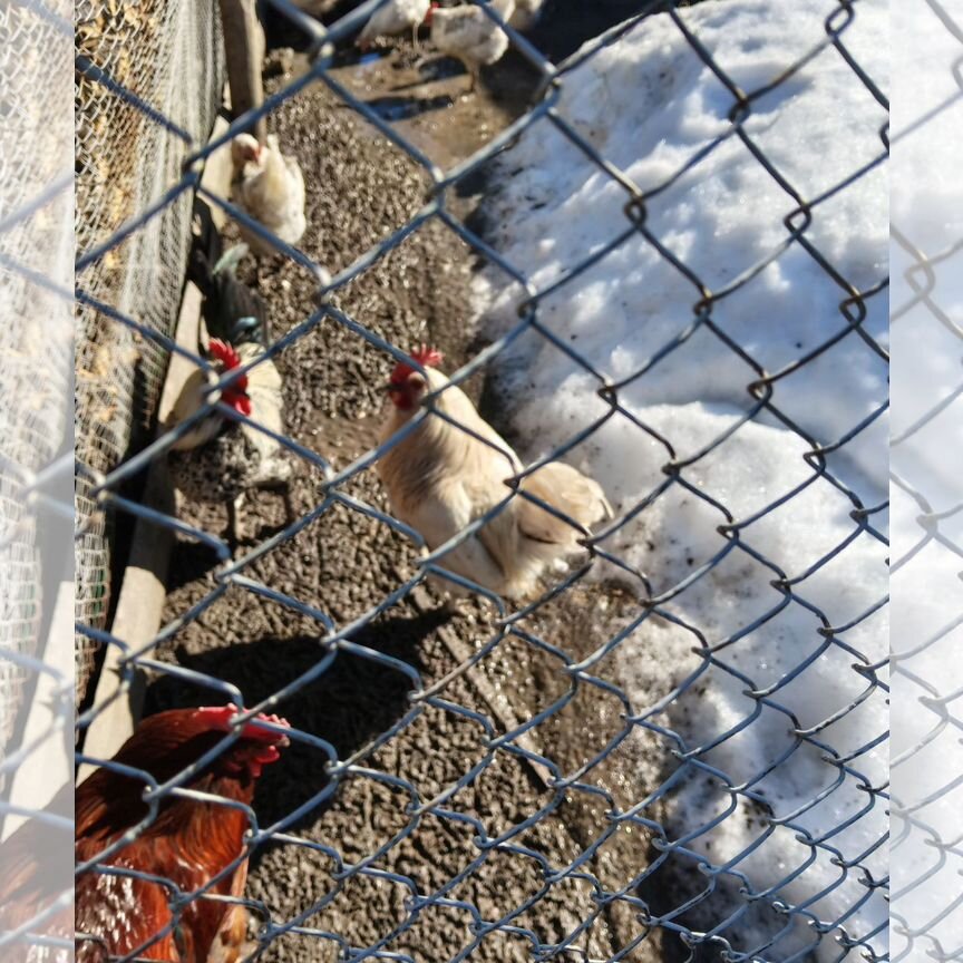 Продам 2 петухов