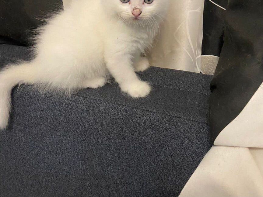 Котята отдам бесплатно