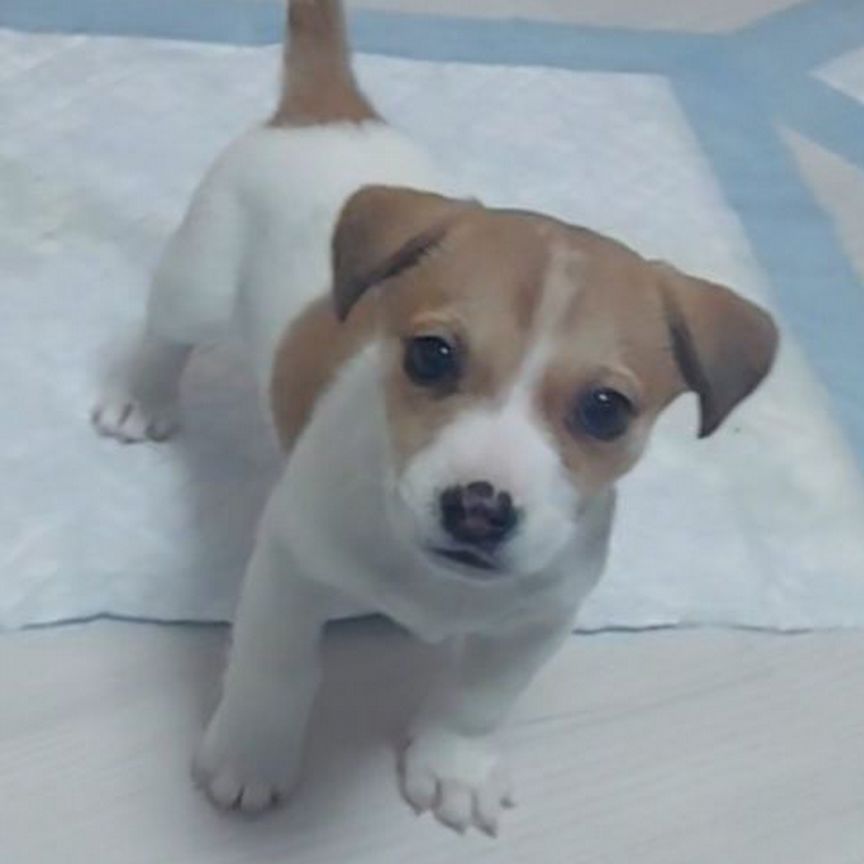 Джек-рассел-терьер, щенок