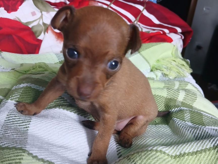 Той-терьер щенки