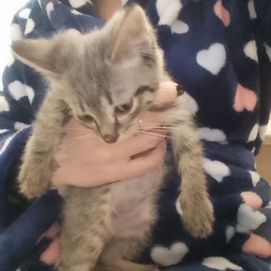 В добрые, заботливые руки отдаётся котенок