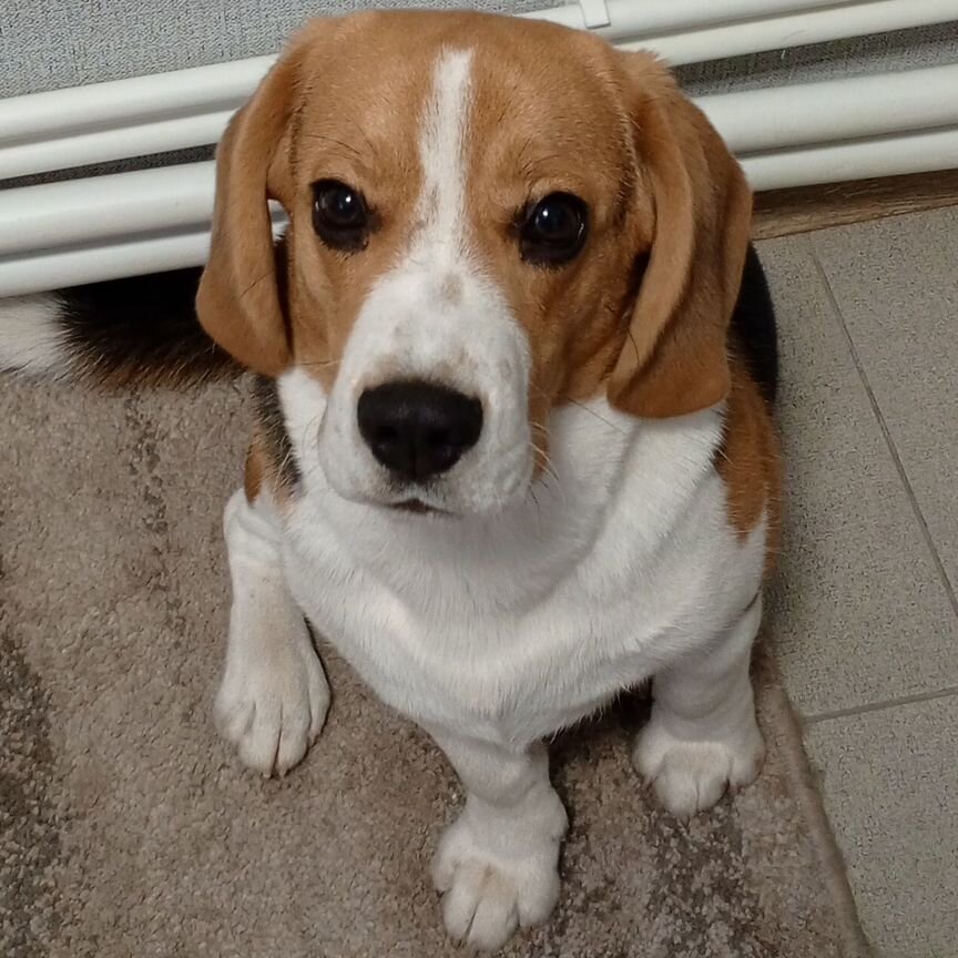 Бигль, щенок